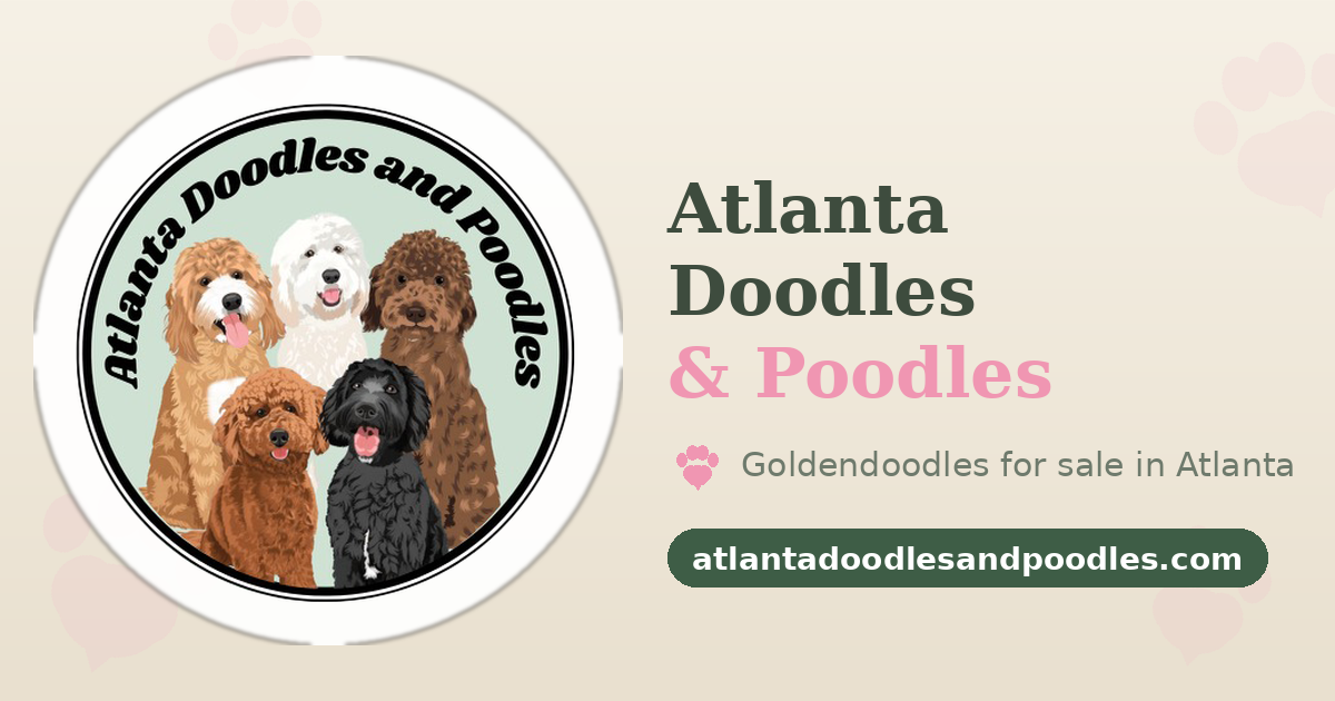 Stella and Griffey's mini goldendoodle puppies (go home July 11th 2026 ...